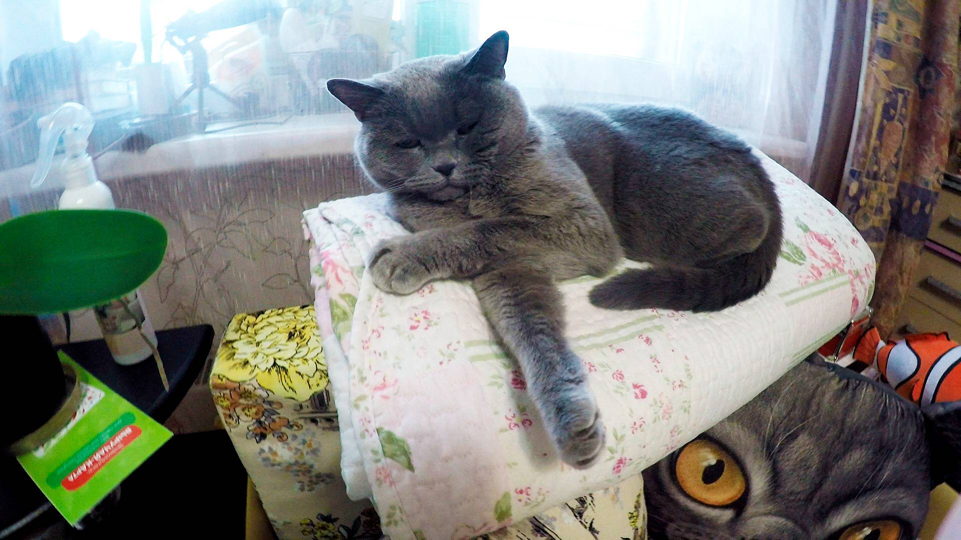 Царь ! Милый котик Тобиас