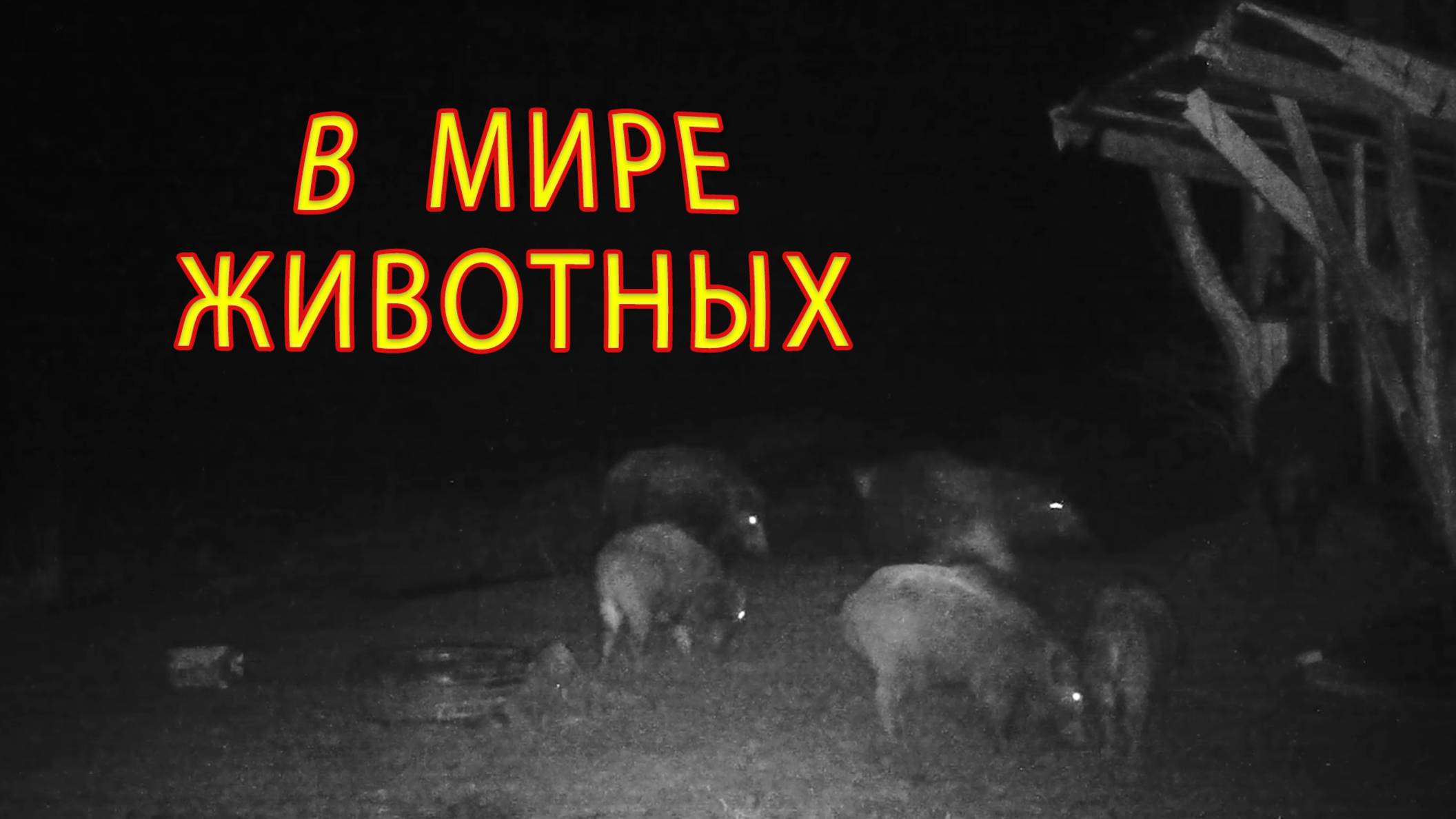 В мире животных: Кабаны пришли на кормушку