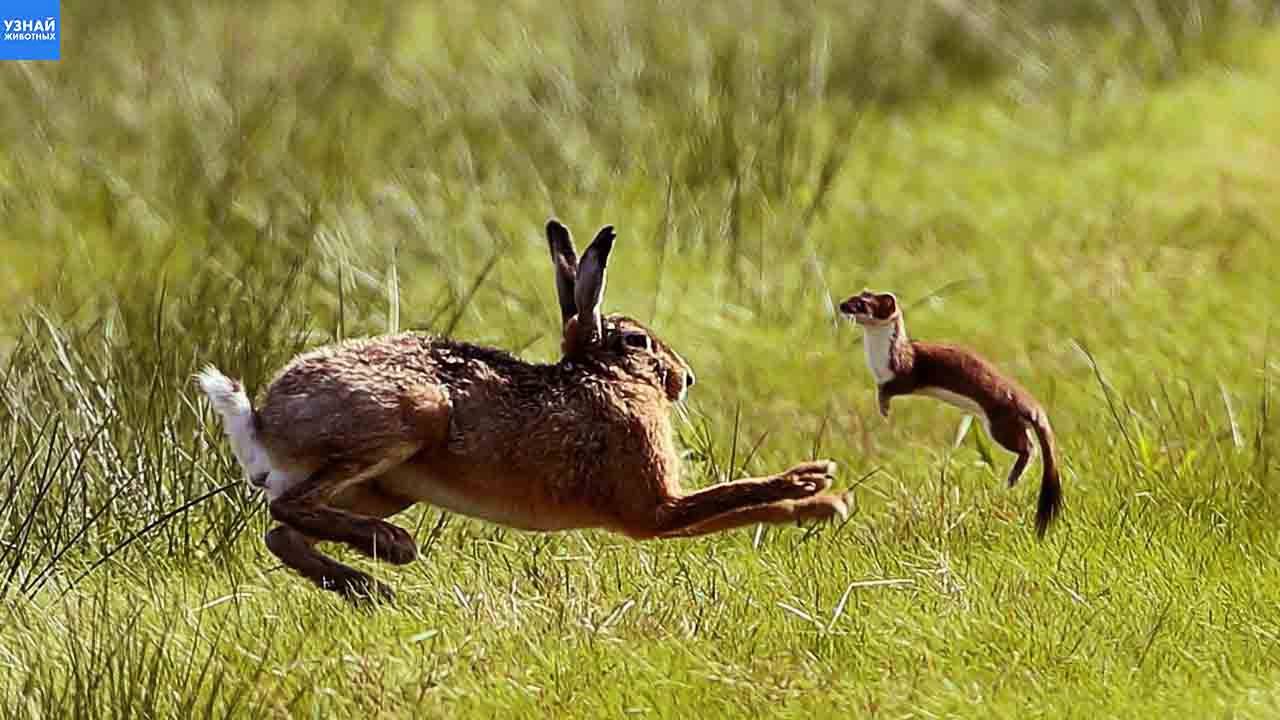 Маленький безумный Хищник! Горностай против Зайцев, Куропаток и Грызунов!
