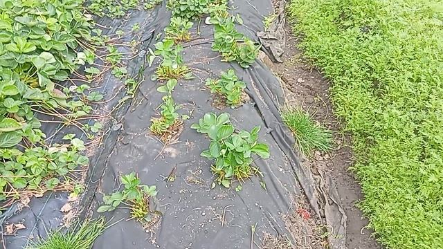 🍂Осенние работы с земляникой🍓 на нашем участке. Всё показываем без прекрас🍁.mp4