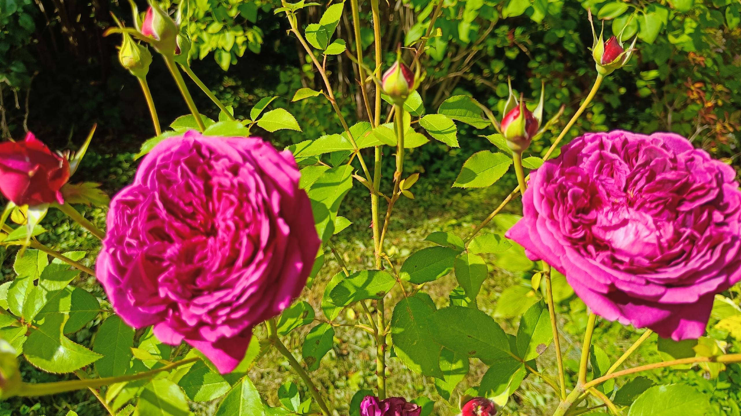 Дачные истории: Стригу газон. Листопад начался