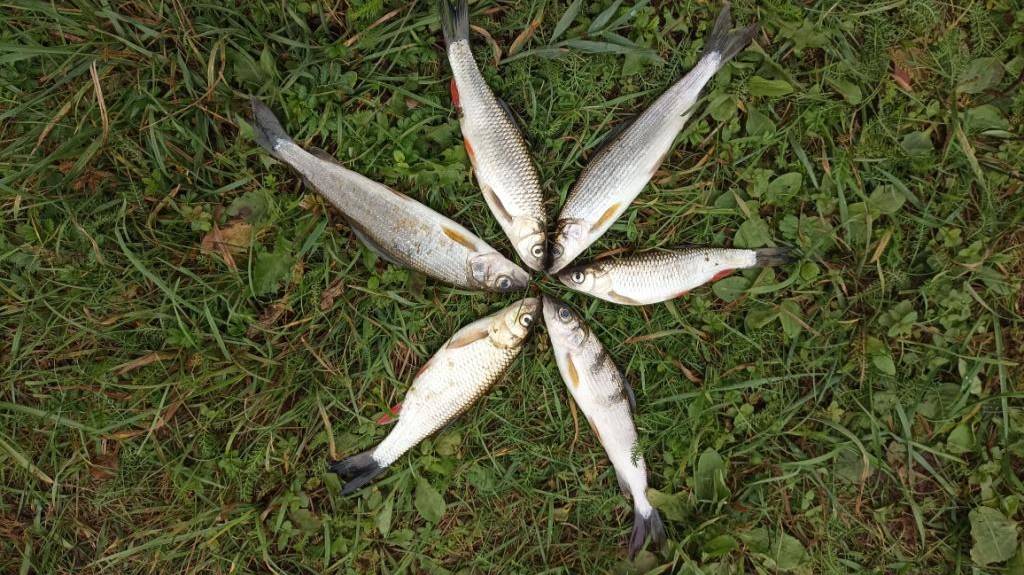 Хариус и голавль на искусственную мушку рыболовной снастью ''кораблик''