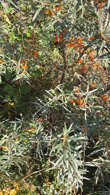 Заросли облепихи в Швеции