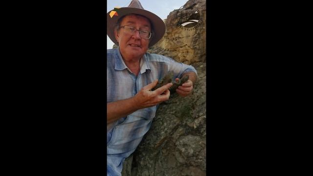 Кавказская агама