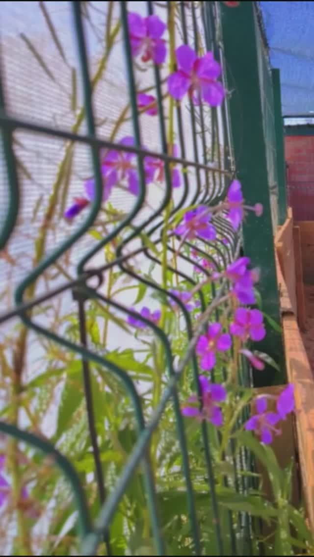 "Поэзия дня от Берты и Буси" ❥ Приют в Малинках