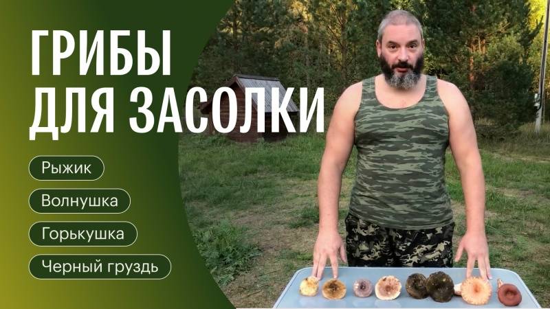 Для новичков. Грузди, рыжики и другие млечники для засолки.