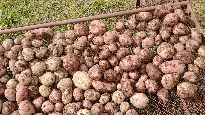 Мы копаем огород !