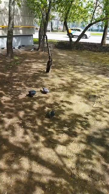 shortsВесна это хорошо shorts