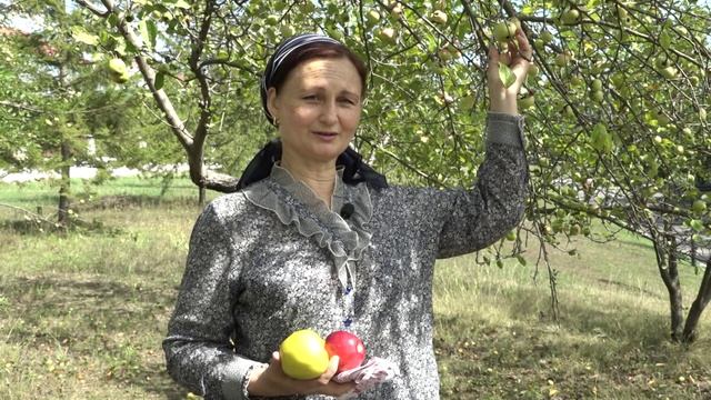 Живая природа  (Яблоки)