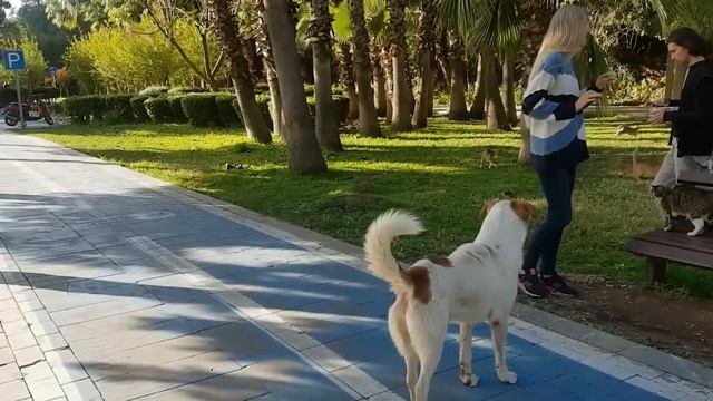 Смешные животные