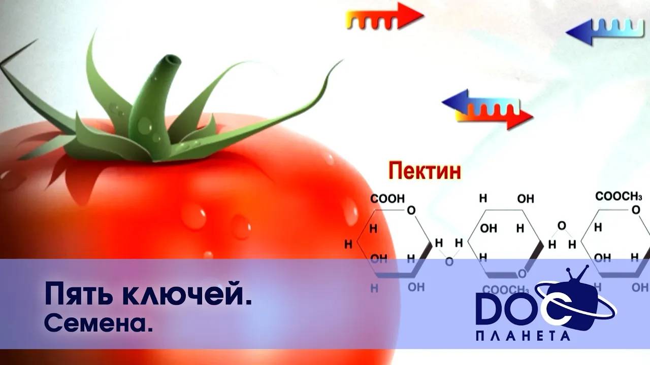 Пять ключей - Часть 3. Семена   - Документальный фильм