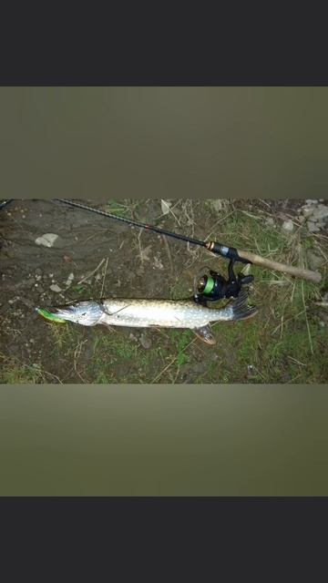 Сегодня вечерком рыбачил на Спиннинг🎣 Поклевок много и сходы были. Удалось поймать не плохую щуку👍