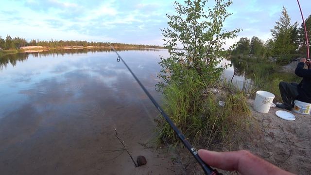 Вот это Саня лупит окуней!!! Ловит оду за одной))
