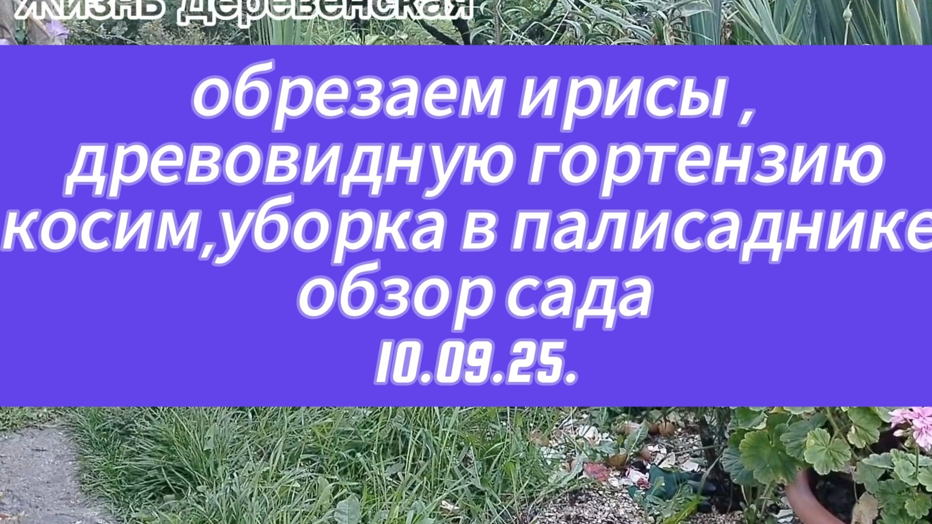 Срезаю ирисы,гортензию древовидную,косим,уборка в палисаднике,небольшой обзор сада.