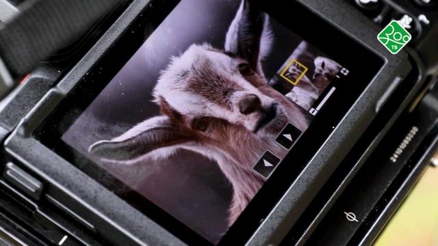 Анималисты. Анонс. Канал ЗОО ТВ