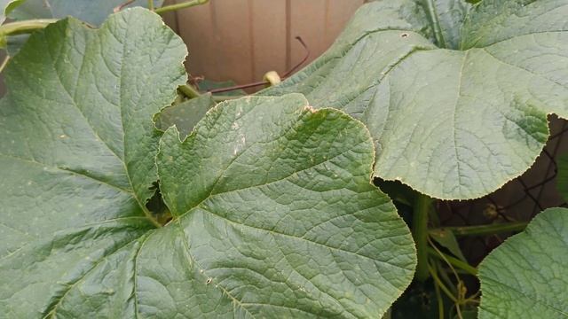 Тыква на даче. Как растёт тыква на опоре. Тыква в открытом грунте.