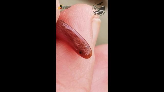 Слепозмейка