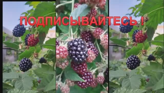 ГОТОВИМ ЕЖЕВИКУ К ЗИМЕ!  ОСЕННЯЯ ОБРЕЗКА И УКРЫТИЕ НА ЗИМУ!.mp4