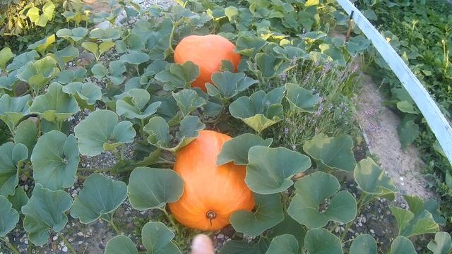 Приехали в деревню. 13 сентября 2025 год.