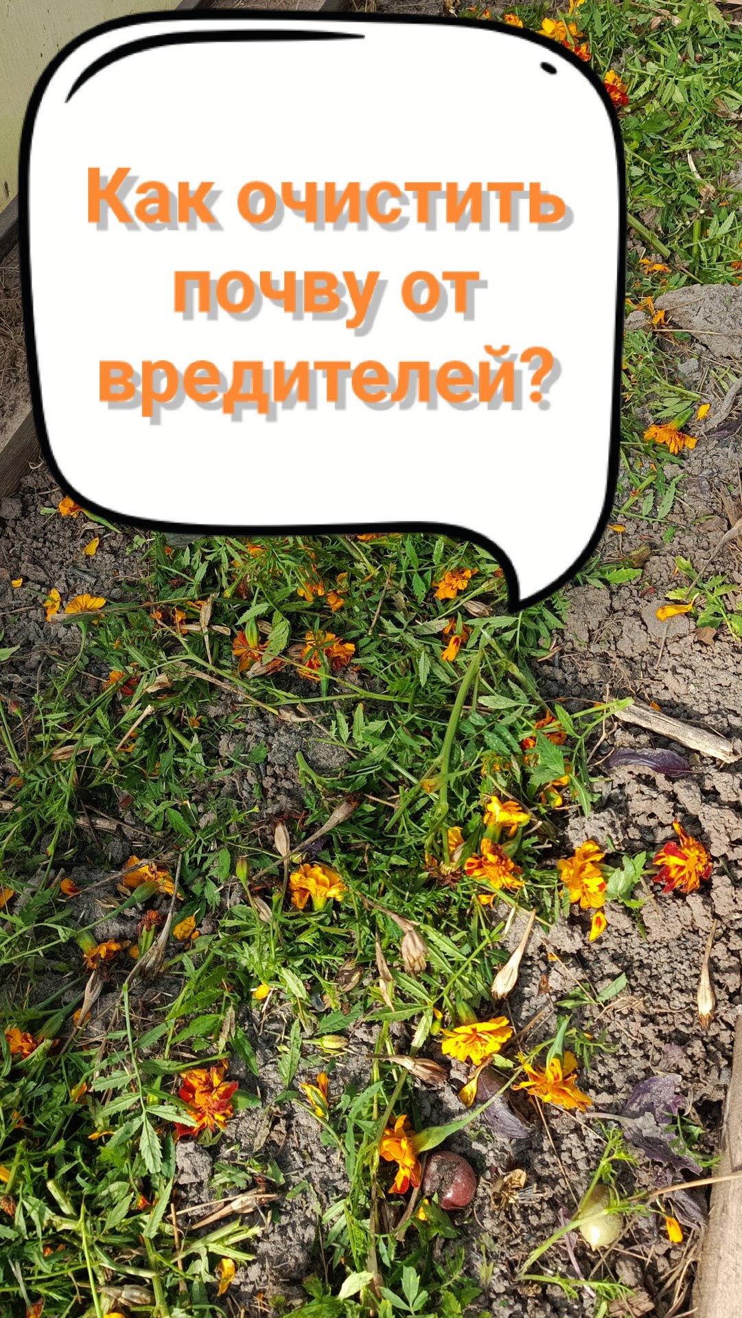 Как очистить почву в теплице от вредителей?