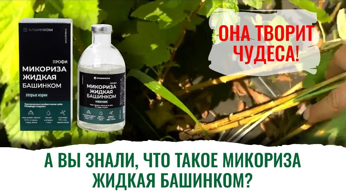 Невероятный рост и оборотность смородины с Жидкой Микоризой. Смотри, интересно! Используй!