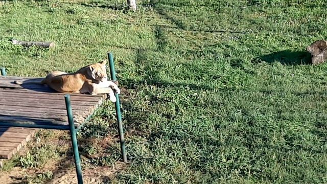 Львица принимает солнечные ванны