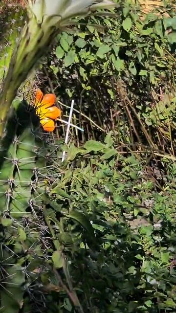 Цветущие кактусы!