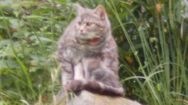 трейлер Витя и чудеса природы