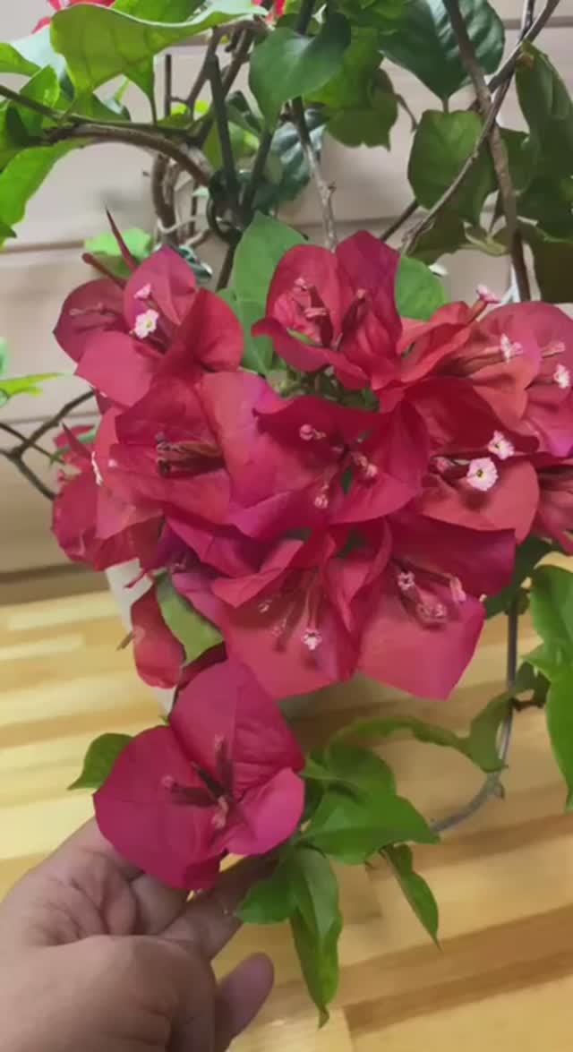 Как заставить цвести Бугенвиллию