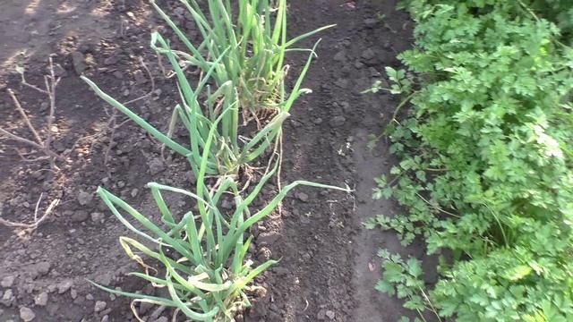 Участок 16 сентября