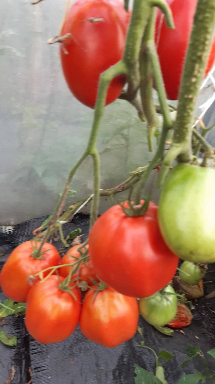 ЗНАМЕНИТАЯ СЕРИЯ - МИНУСИНСКИЕ ТОМАТЫ. Сорт ДЕДУШКИНЫ МУДИ