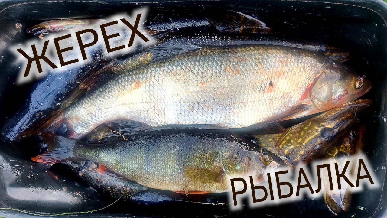 ЖЕРЕХ , ГОЛАВЛЬ , ЩУКА , ОКУНЬ , на спиннинг твич воблер