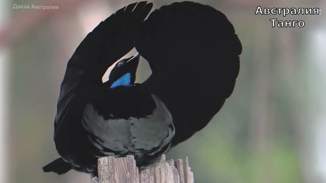 Райская птица. Танго. Похож на Антонио Бандерас. Озвучка песни ИИ