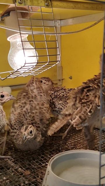 #птенцам_фазана_скоро_1_месяц 15/09/25 #охотничий_фазан