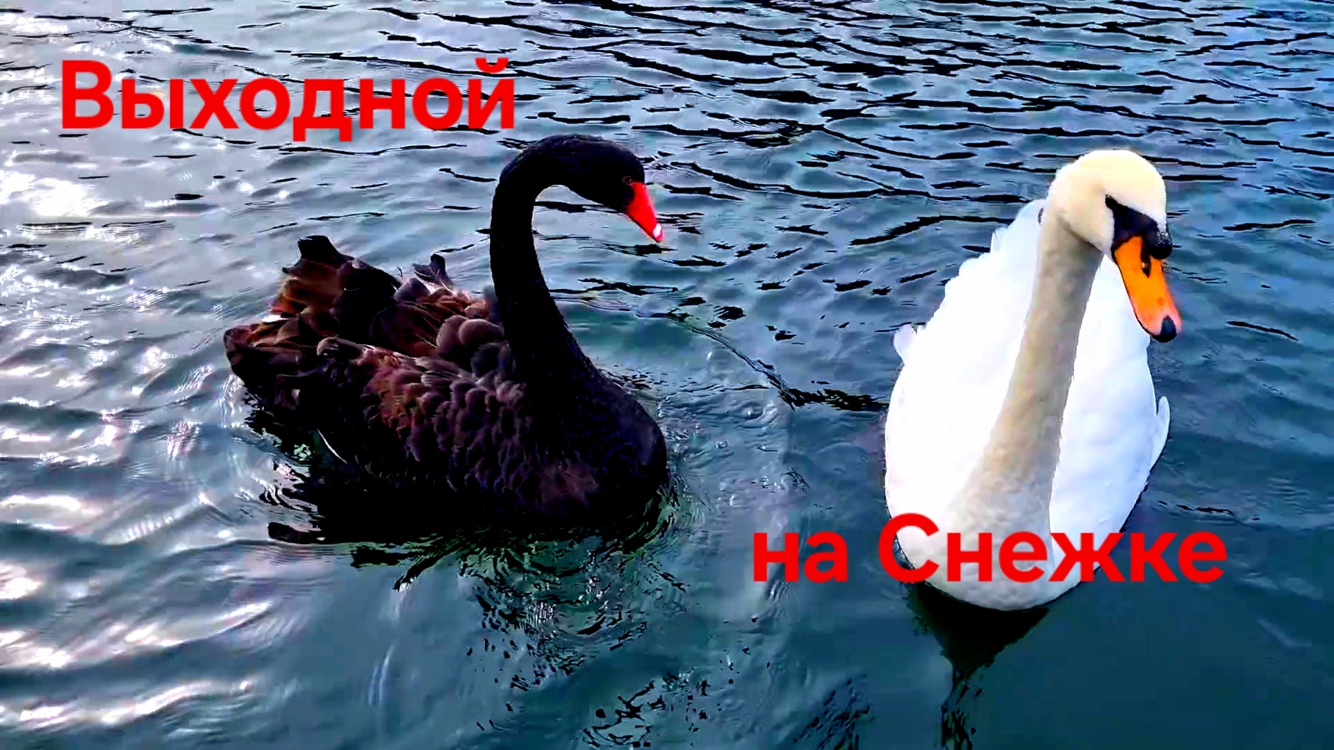 Выходной на Снежке