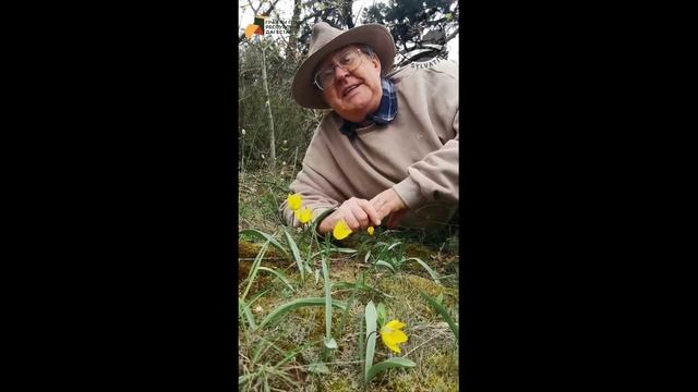 Дикий тюльпан