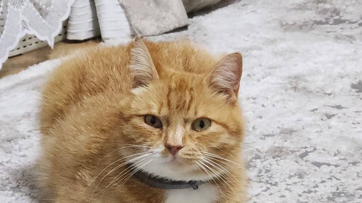 Кот в доме. Мы погладим коту лапки, значит завтра будут бабки. #кот_Лютик  #кот_привносит_уют_в_дом