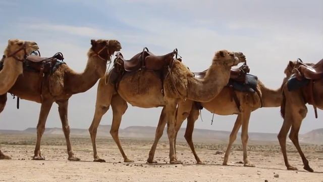 Биология. 5 класс 6 урок. Приспособленность организмов к среде обитания. ВПР, бесплатно.