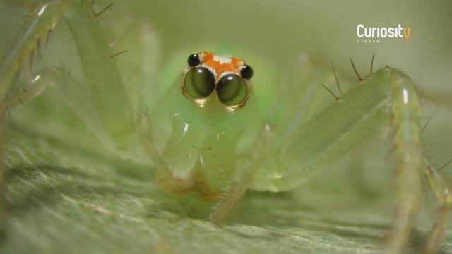 ПАУЧЬЕ ЗРЕНИЕ: ЦВЕТОВОСПРИЯТИЕ