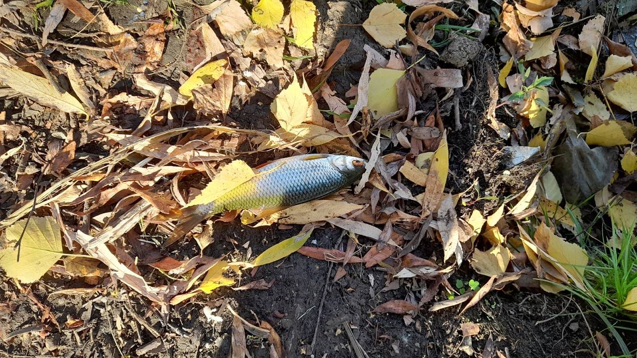 Сбежавший рыб, солнечный сентябрь 16.09.2025г.