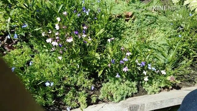 23-2019 ДАЧНЫЙ ВЛОГ! Жалуюсь на соседей _ Elena Pero