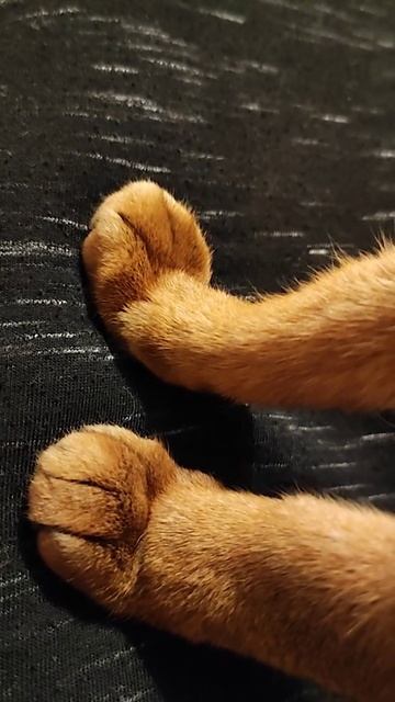 Это терапевтическое мурчание 😸 оно заряжено на деньги, успех и долгое хранение овощей