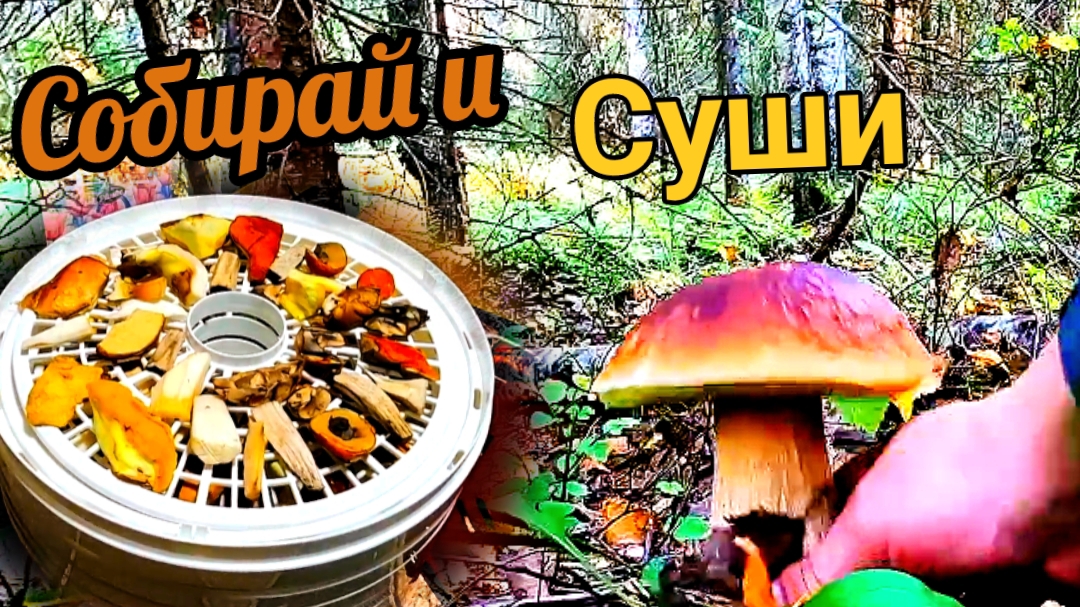 Заготавливаем грибы и сушим на зиму. Как засушить грибы