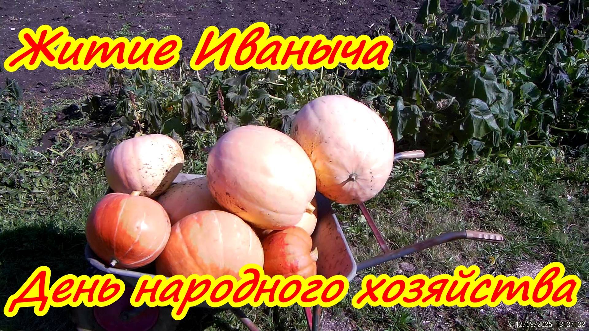 Житие Иваныча День народного хозяйства и праздник борозды