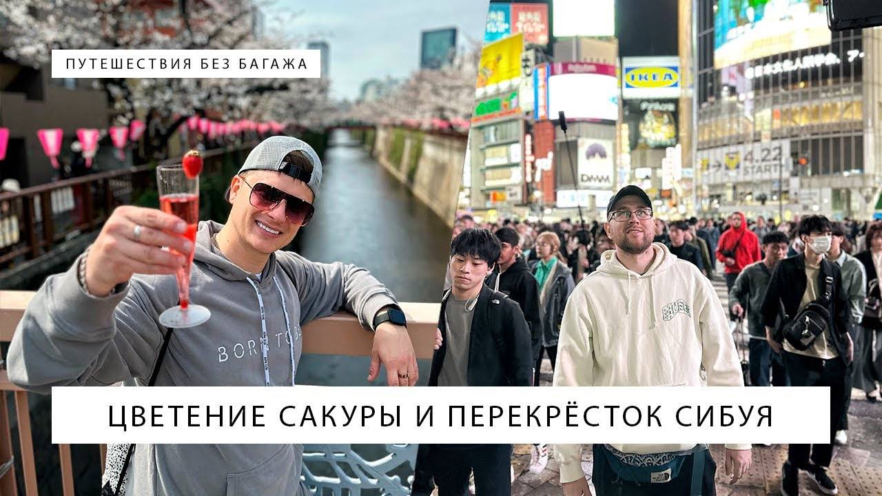 Цветение сакуры, перекрёсток Сибуя и обзор общественного туалета в Токио, Япония