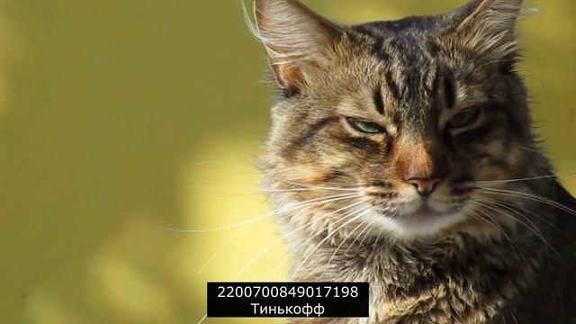 Спагетти на уши от Лайм Займ