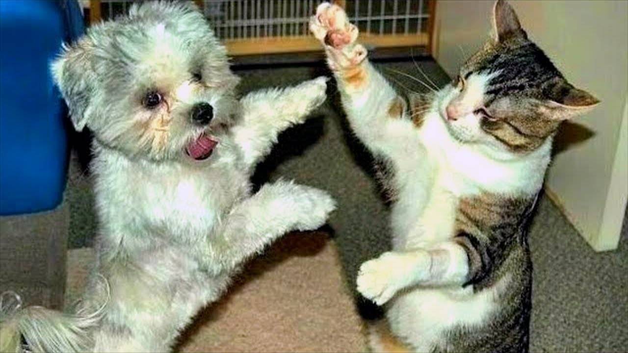 ПРИКОЛЫ С ЖИВОТНЫМИ ДО СЛЕЗ #202 Смешные КОТЫ И СОБАКИ  Приколы