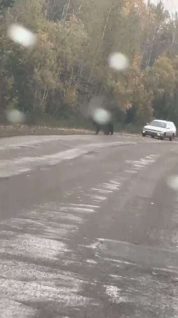 Забавным видео о косолапом нарушителе поделились наши коллеги из Госавтоинспекции Красноярья