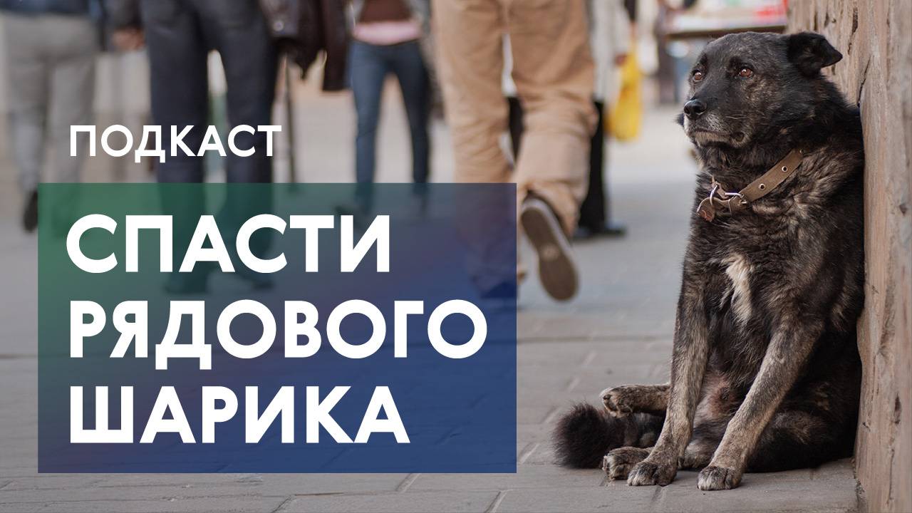 Брошенные, но не забытые: Кто на самом деле заботится о московских котах и собаках?