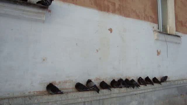 ГОЛУБИ ВОЗЛЕ ДОМА